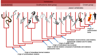 Early Stages In The Evolution Of Vertebrates