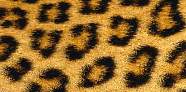 Vestir de leopardo - Costura y artesanías