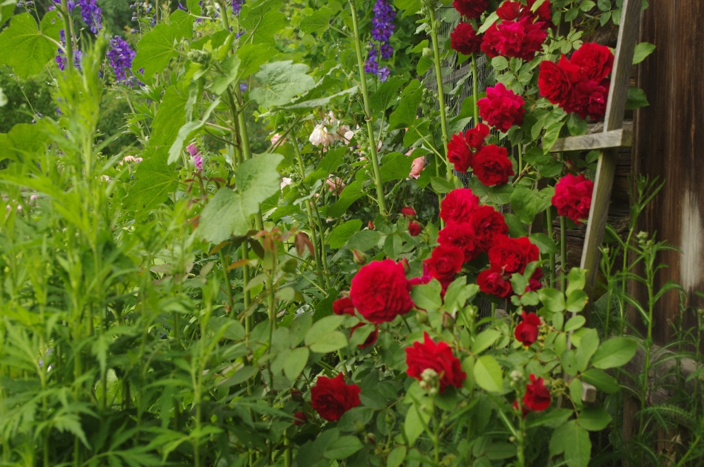 roos on roos: Pojengide....