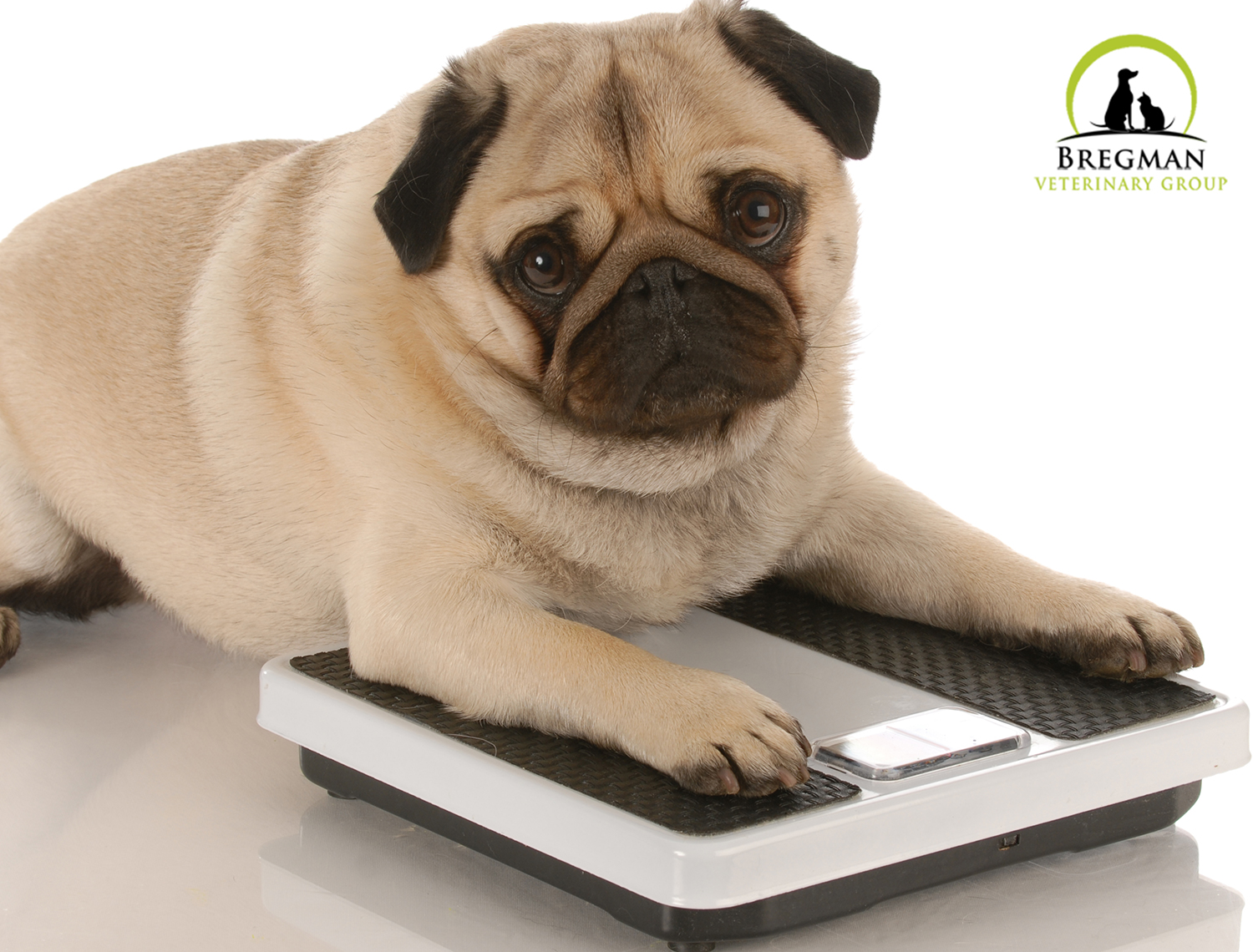 Pet Obesity Awareness Month - Bregman Vet Group