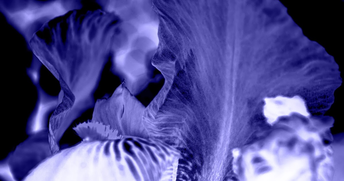 NEW SAVANNA: Friday Fotos: Scans of an alien brain