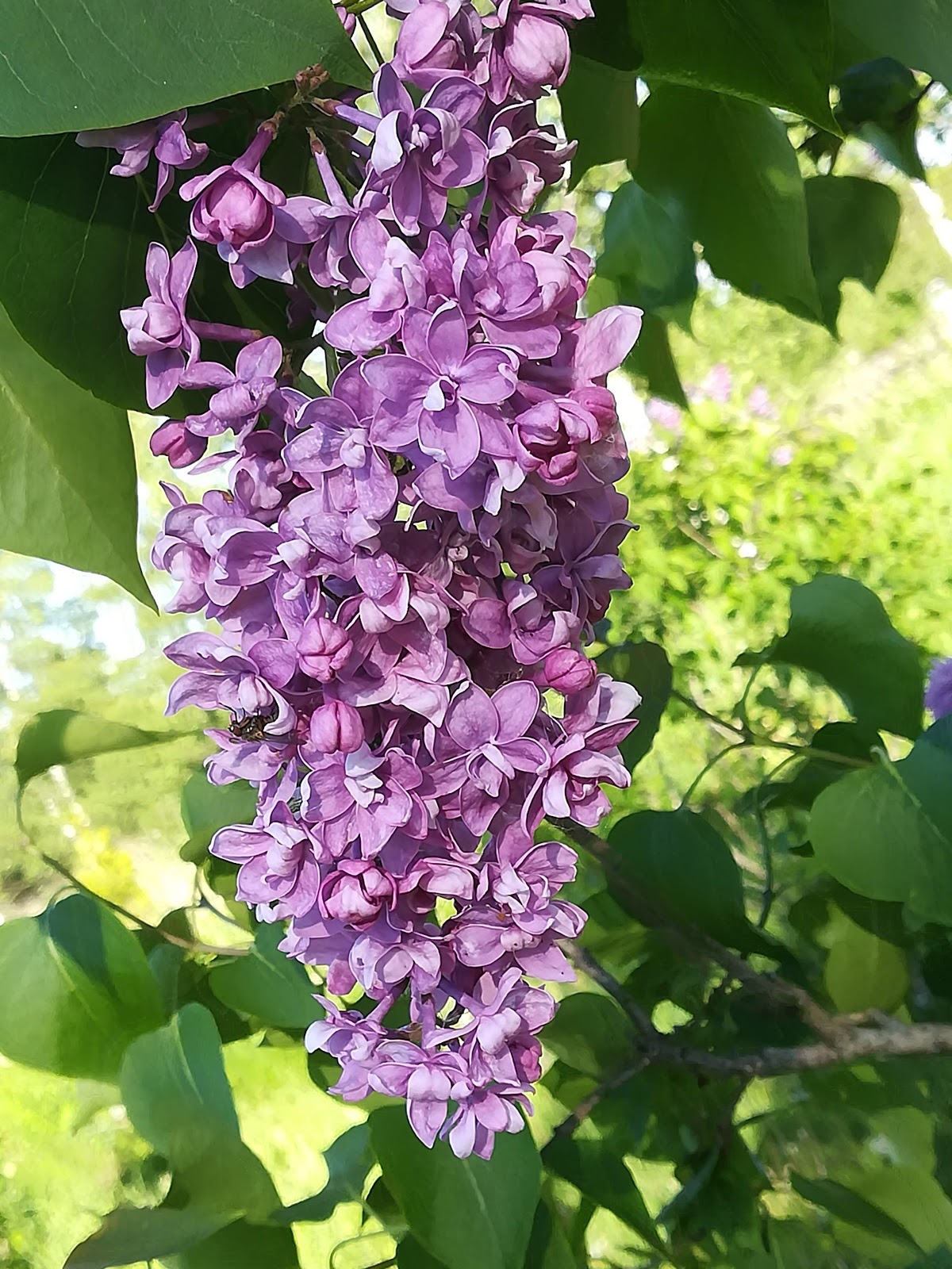 Rohtaias.: Sirel Syringa