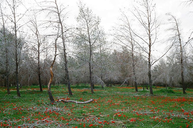 Land of Israel: List of Forests in Israel