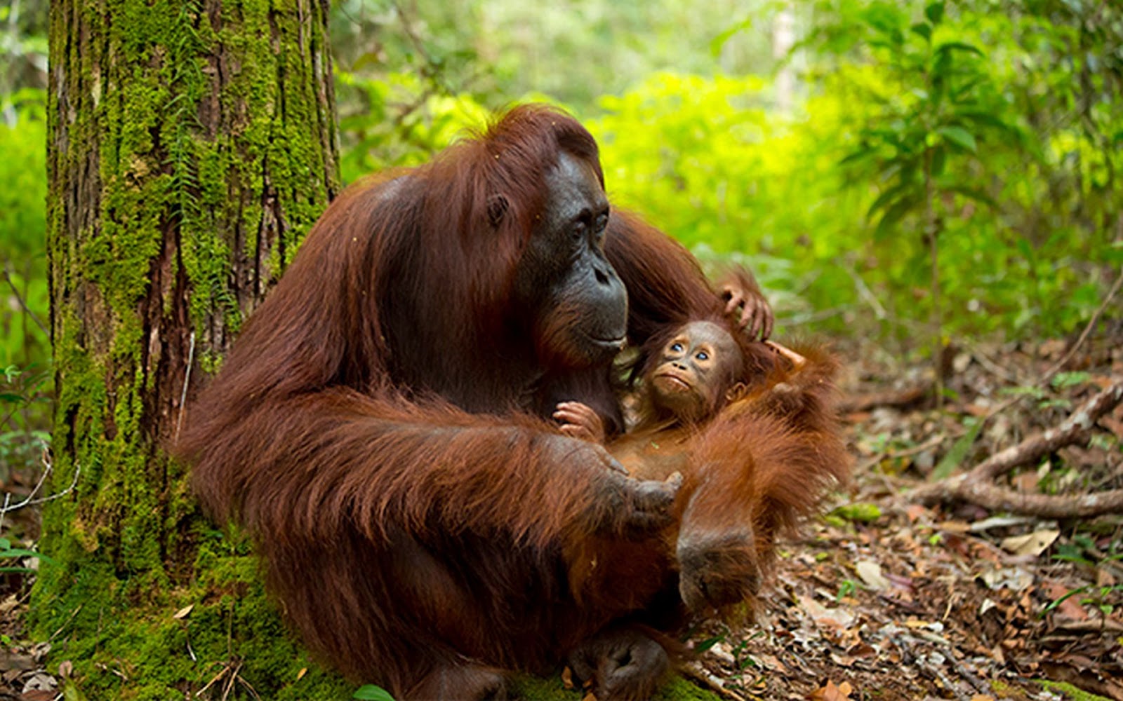 Raghu's column!: A close and cheerful encounter with our orang-utan ...