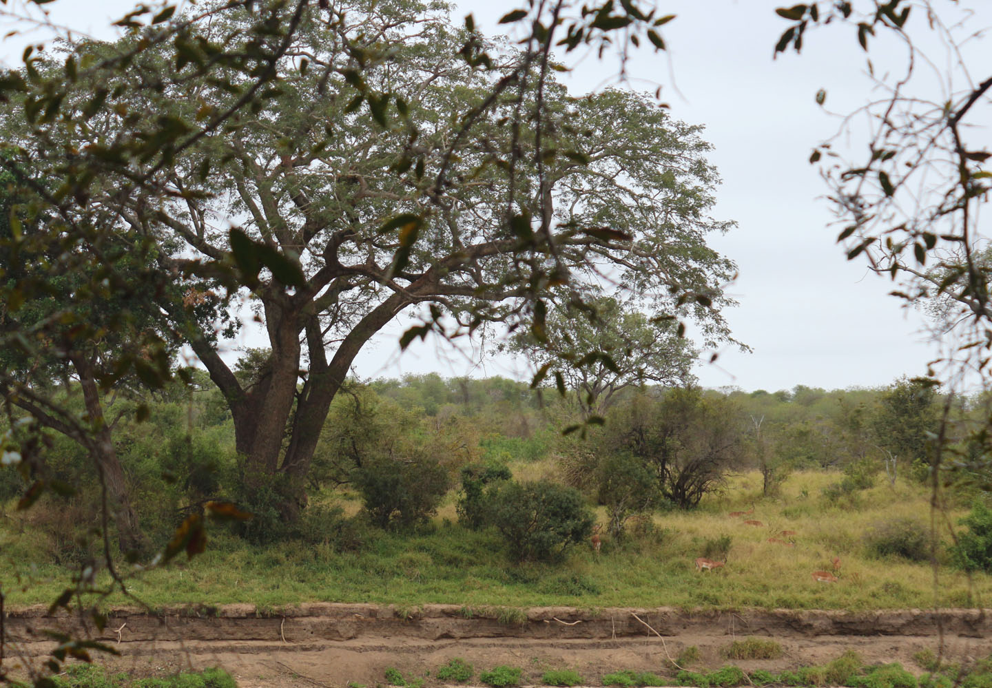 66 Square Feet (Plus): Tamboti - camp life