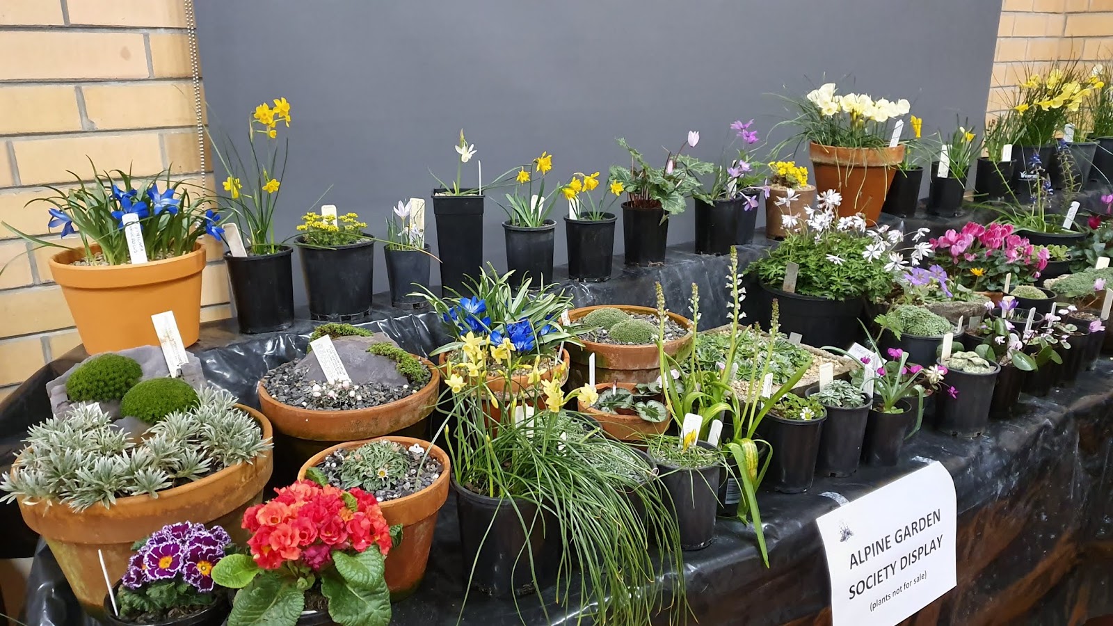 Alpine Garden Society Victorian Group: Oron Peri Talk.