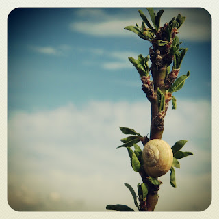 azahares azahares azahares...: noviembre 2012