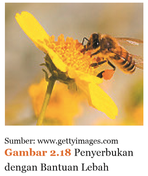 Blog Belajar IPA SMP: Macam-macam Penyerbukan Bunga