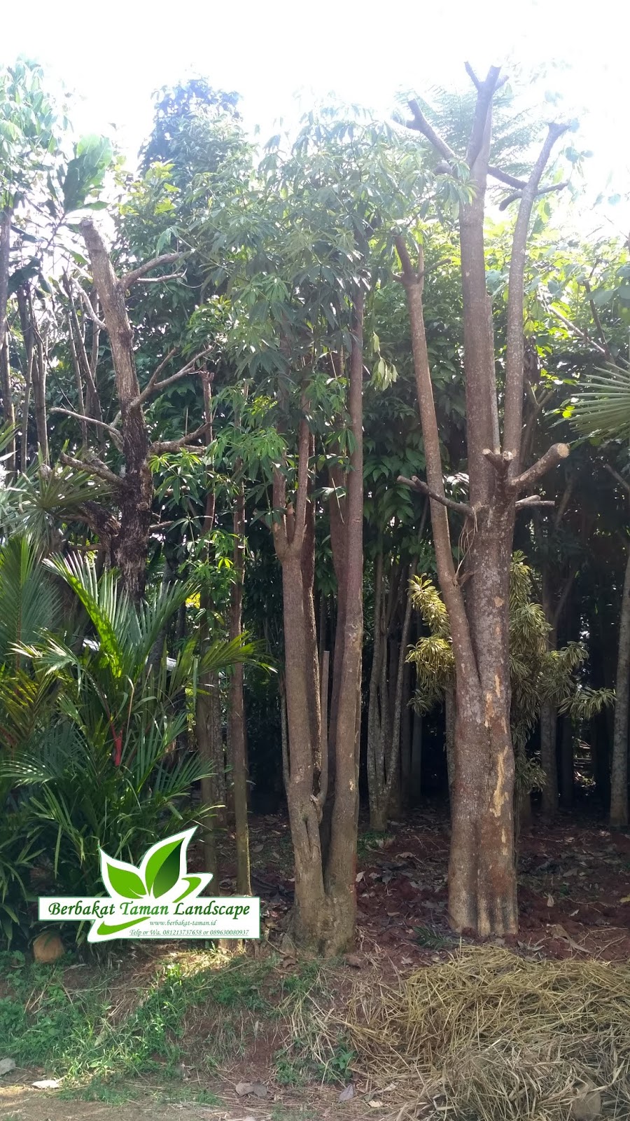 Jual Pohon Pule Murah Atau Pohon Pulai Alstonia Scholaris - Tukang ...