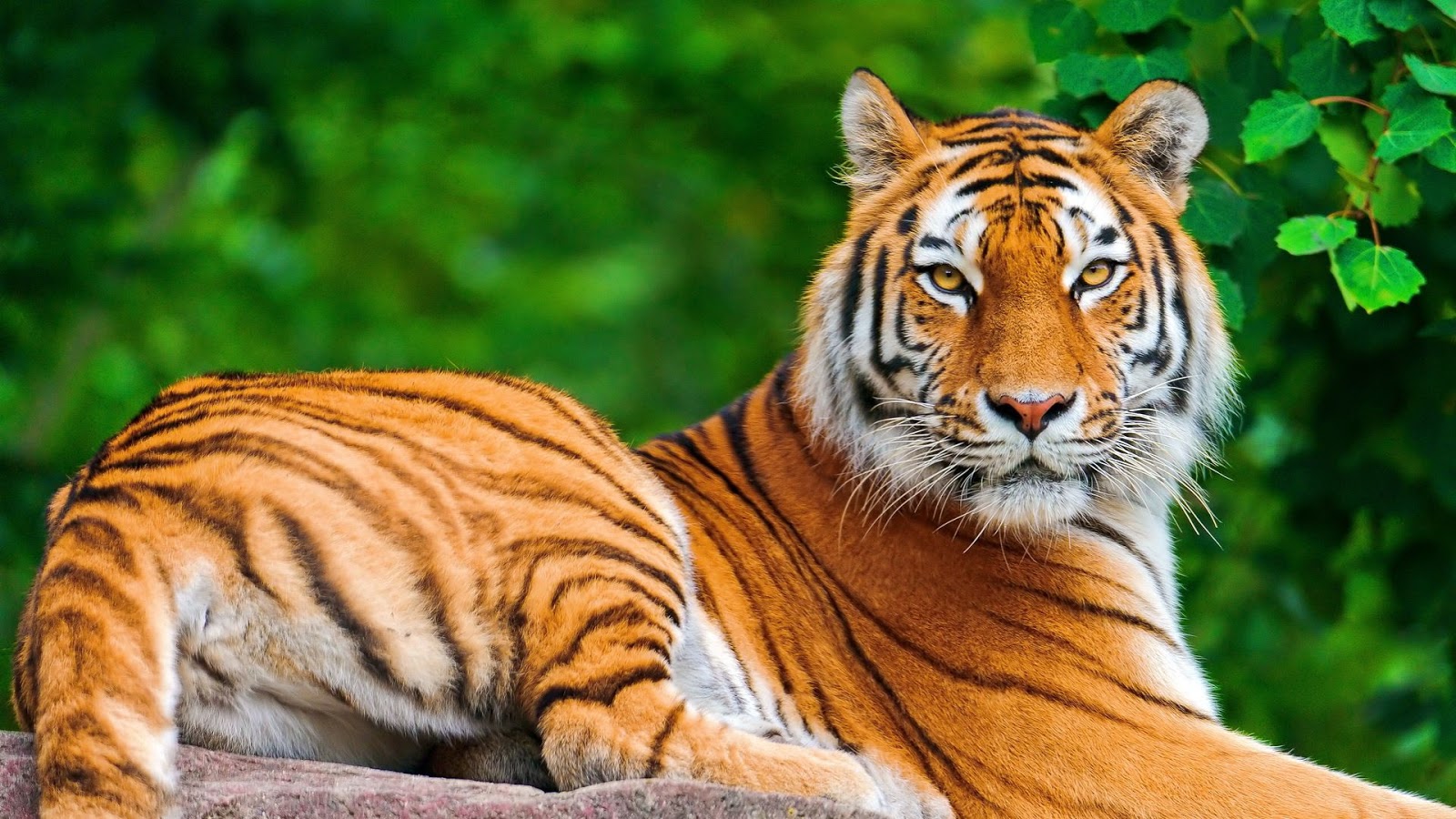Bengali Essay On Indian National Animal bengali-essay-on-indian-national-animal