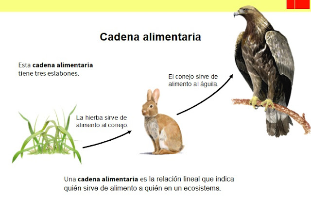 SEXTO DE PRIMARIA. 20/21 GONZALO DE BERCEO. VILLAMEDIANA: CIENCIAS 5º ...