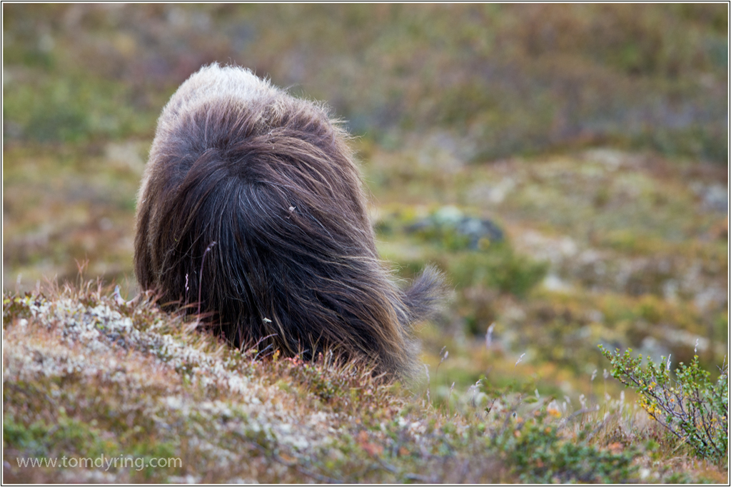 TOM DYRING WILDPHOTO / NN: MOSKUS / MUSK OXEN IN DOVRE MOUNTAIN PLATEAU