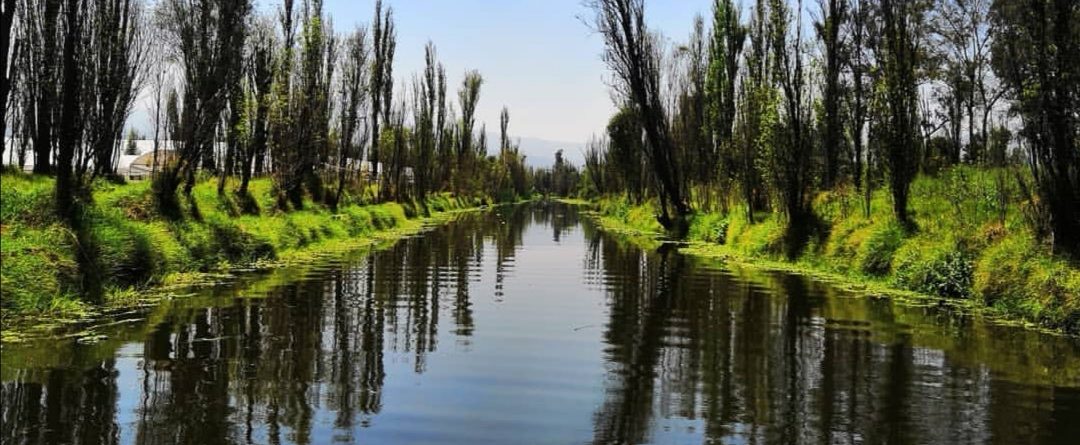 El Tapanco Chinampero : El Ahuejote; un árbol sagrado