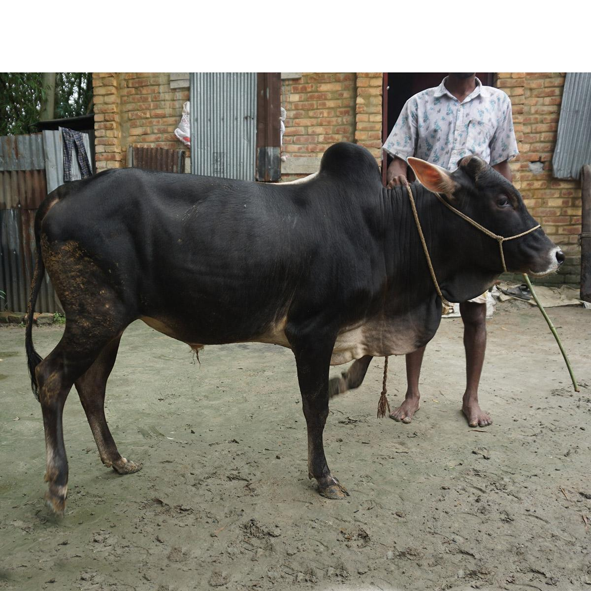 What Color was the Indian Aurochs?