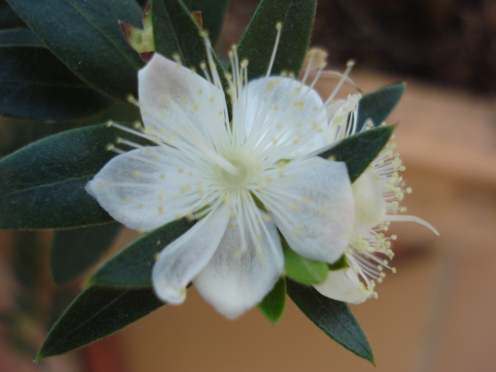 cienoliletras: VIAJES LILIPUTIENSES. ARRAYÁN