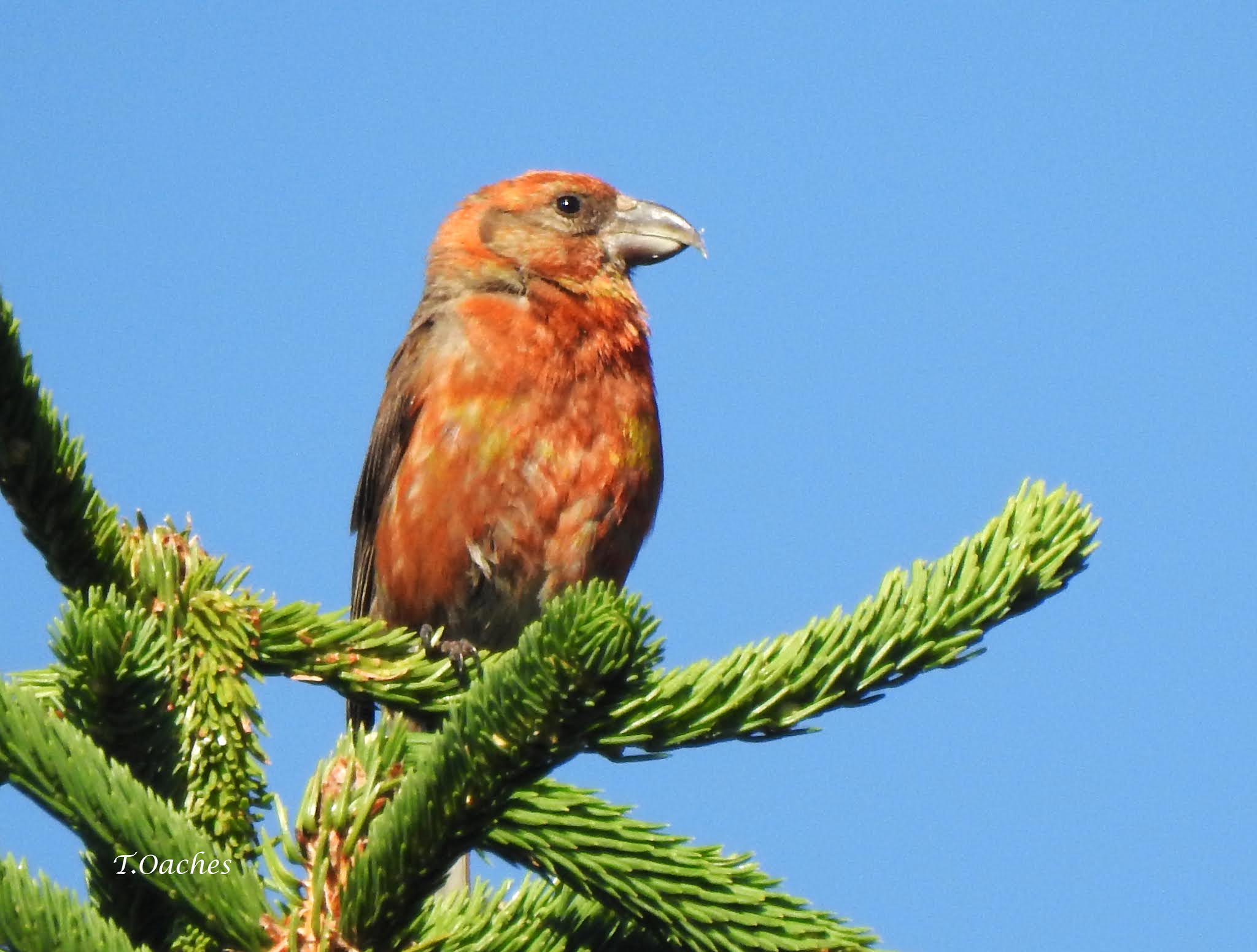 PASARI DIN ROMANIA: FORFECUTA (1), Loxia curvirostra