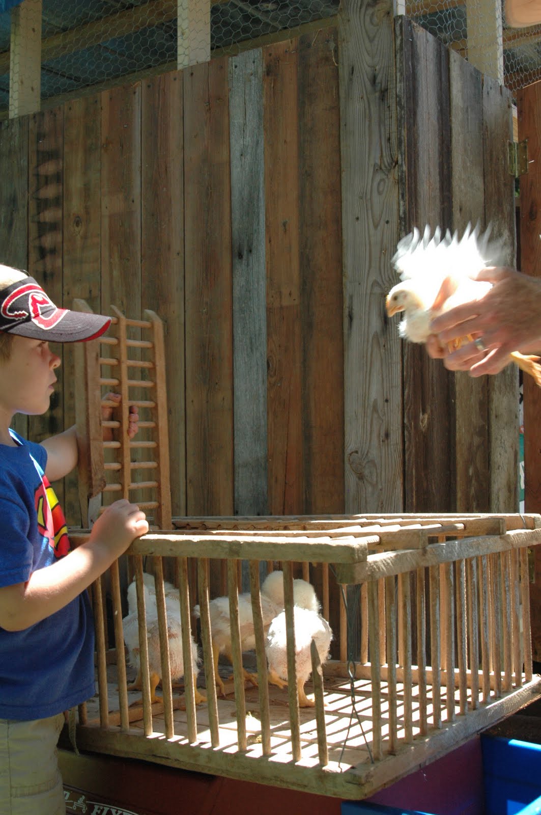 Green Legacy Farm: Broiler Pens, Polyface-Style: Green Acres Weekend Update
