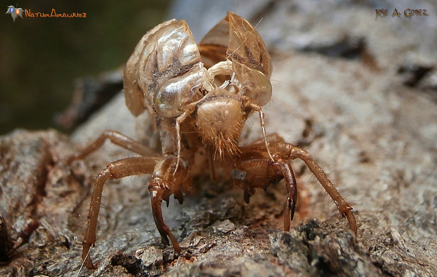 NaturAranjuez: Cicadidae - CHICHARRA