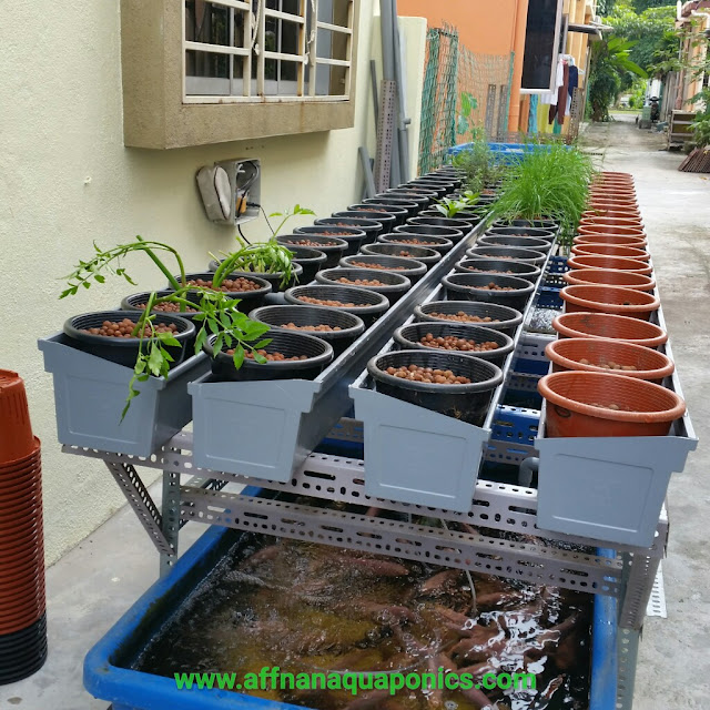 Aquaponics for veggies : Aquaponics system how do they work