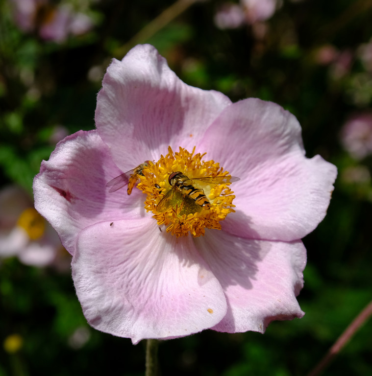 thequacksoflife: Freiston Church and Gunby Hall