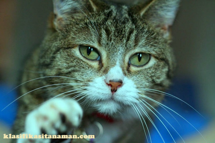 Sejarah Biologi: Klasifikasi Kucing