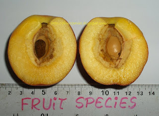 Fruit Species: NECTARINE (Yellow Flesh)