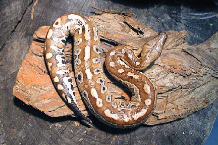 Borneo Short-Tailed Python