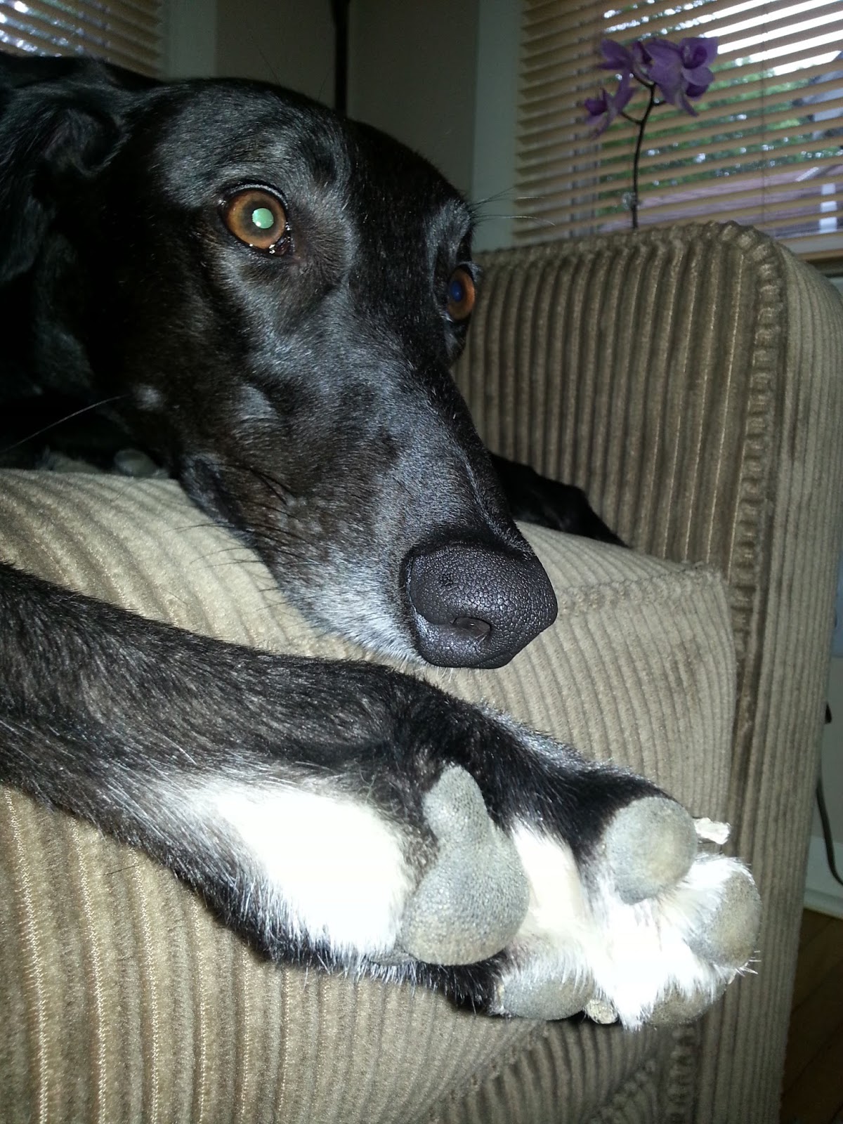 Northern Lights Greyhound Adoption Dog Blog: NLGA Photo Roundup ...