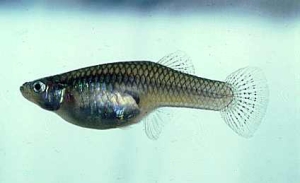 Mouli Mareedu: Fish variety to fight mosquito menace