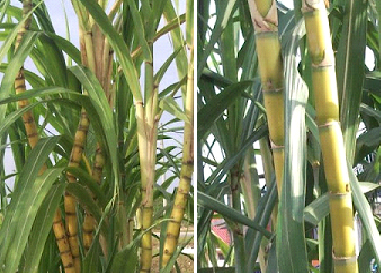 Herba & Tumbuhan: TEBU (saccharum officinarum) BUKAN SEKADAR AIR MANISAN