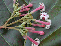 CINCHONAE CORTEX ~ Blog Riyawan