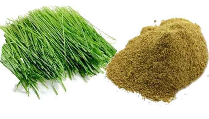 Cynodon dactylon or Bermuda Grass or Arugampul benefits