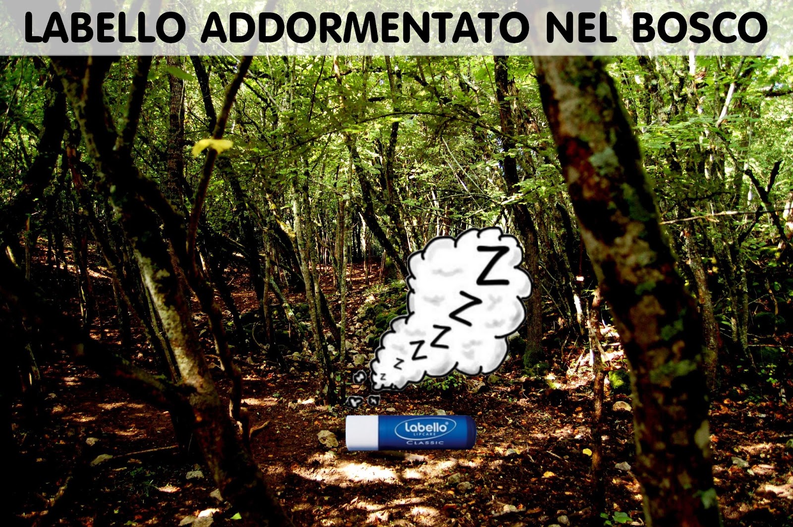shilipoti: LABELLO ADDORMENTATO NEL BOSCO