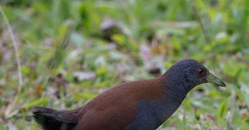 Black-tailed crake | Birds of India | Bird World