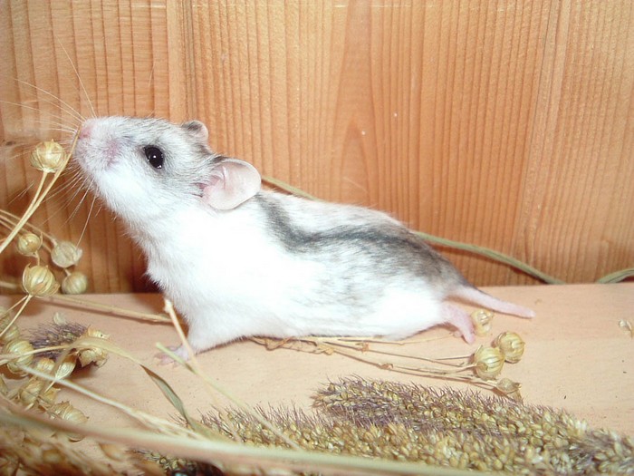 Cocteil de Cuvinte: Hamsterul chinezesc