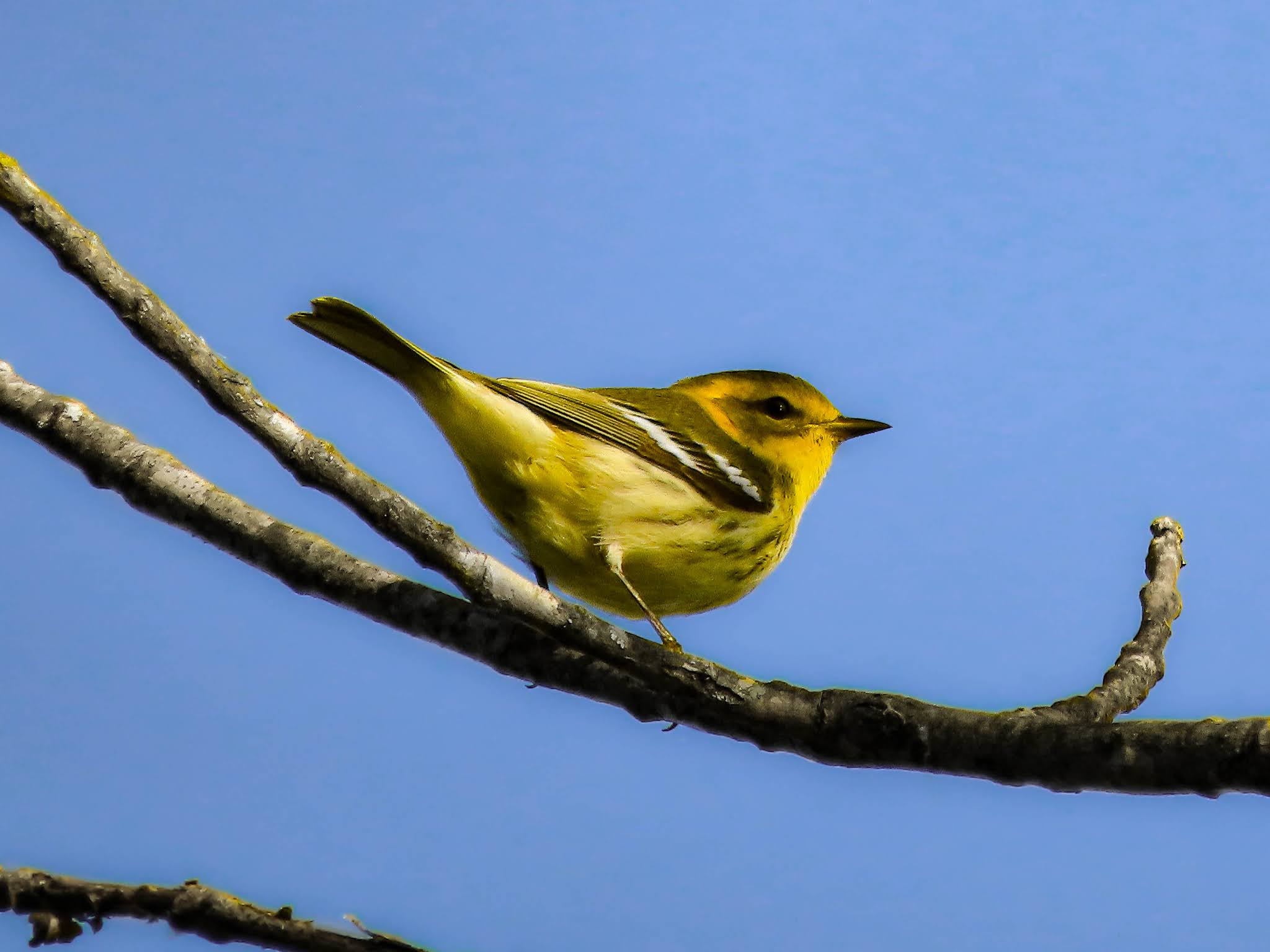 THE BIRD HOUSE: PINE WARBLER: 09/19/2020