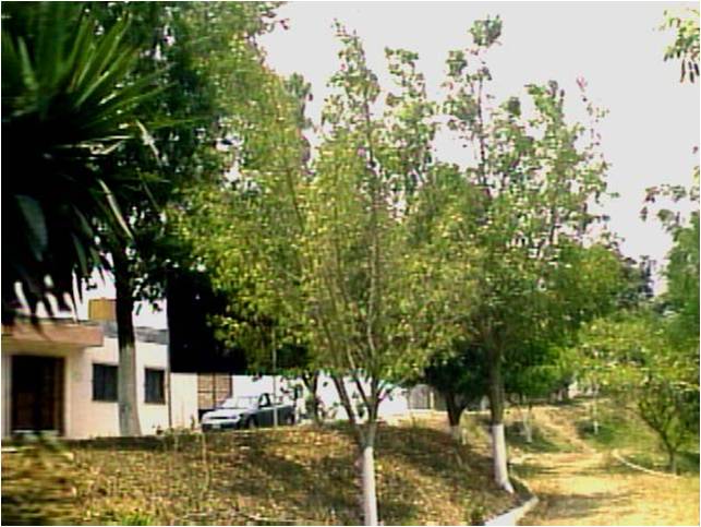 Árboles de Nayarit: Alamillo