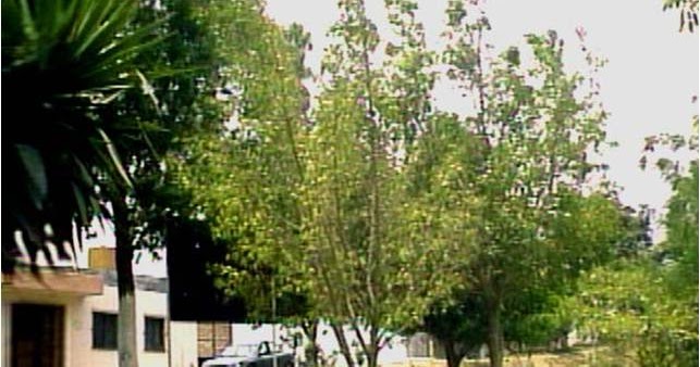 Árboles de Nayarit: Alamillo