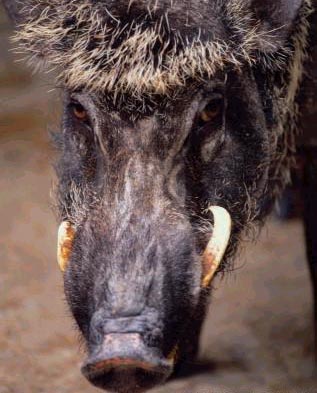Where the Red Beard Grows: The History of the Razorback!