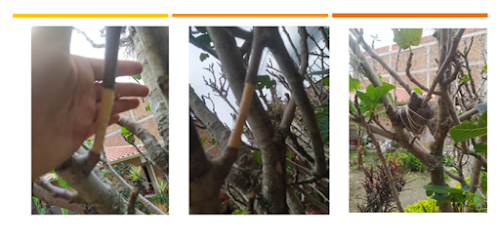 Agricultura On: PROPAGACIÓN - ACODO