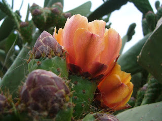 Plantas para hombres: Opuntia ficus-indica, chumbera