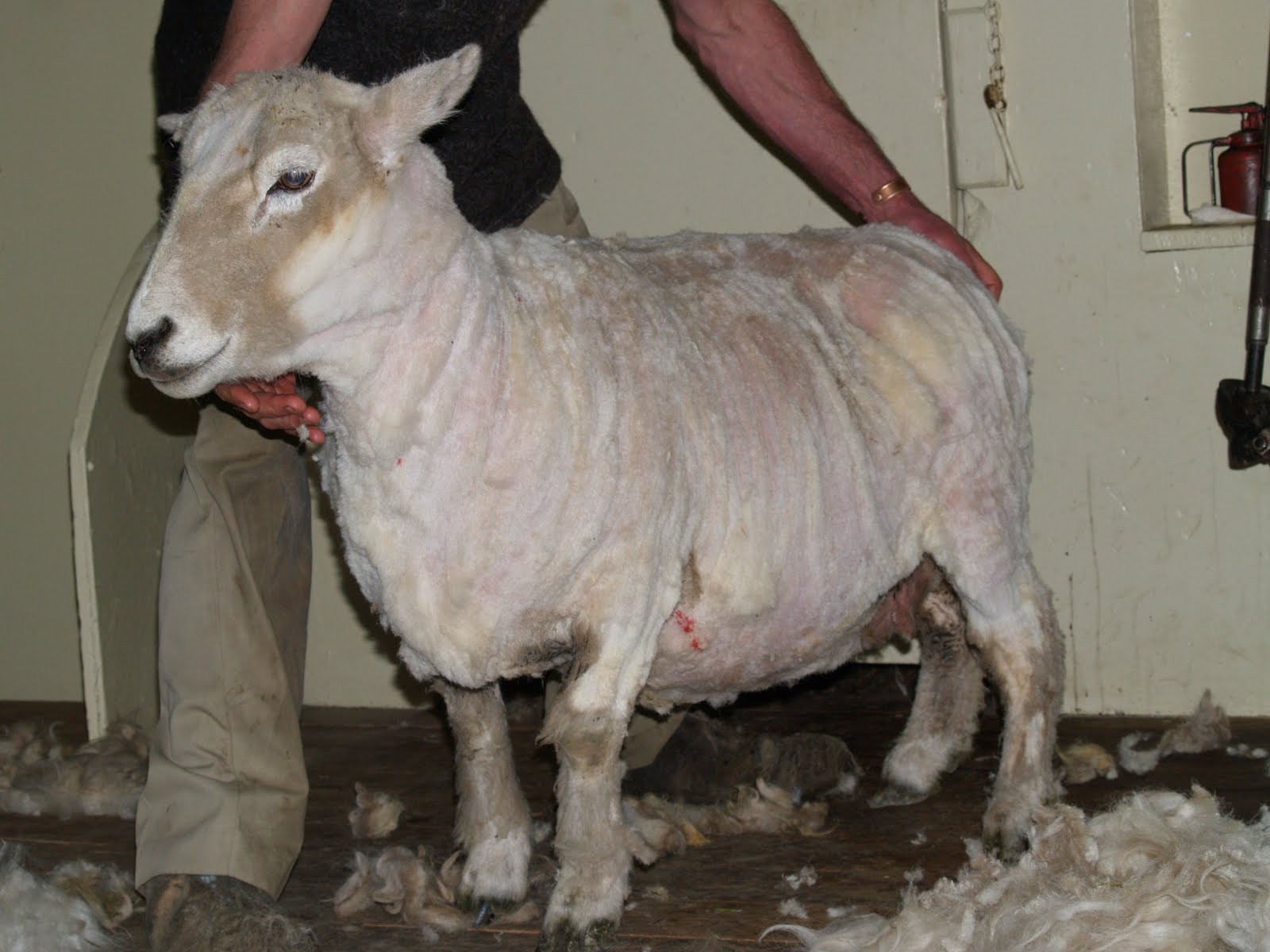 Smack New Zealand: Kaikoura. Beach, Seals and More Sheep