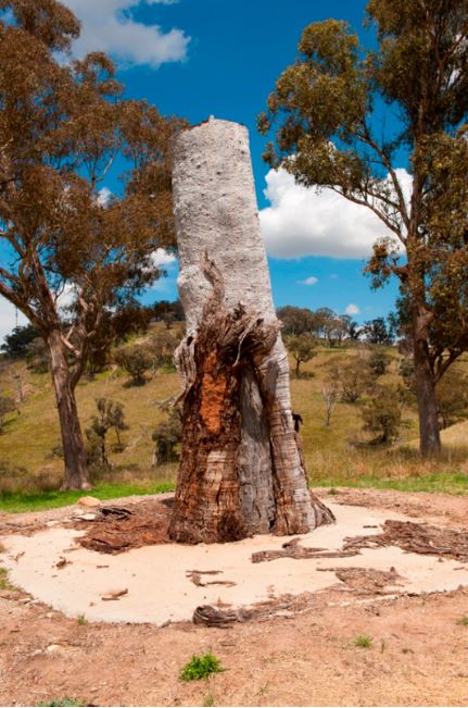 Aboriginal Heritage: Scar Trees