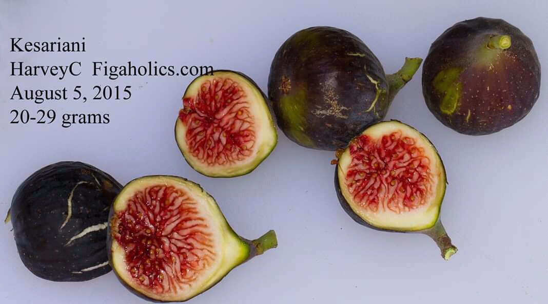 Kesariani Fig - Var Tin