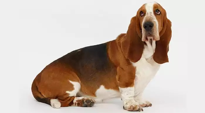 Aggressive Bassets