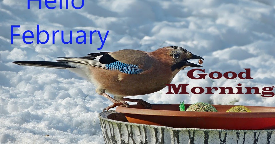 Top 10 Good Morning Hello February Images greating Pictures,Photos for ...