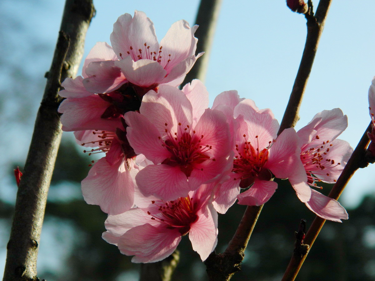 LA MULTI ANI, ROMANIA!: Curcubeul florilor. Flori roz