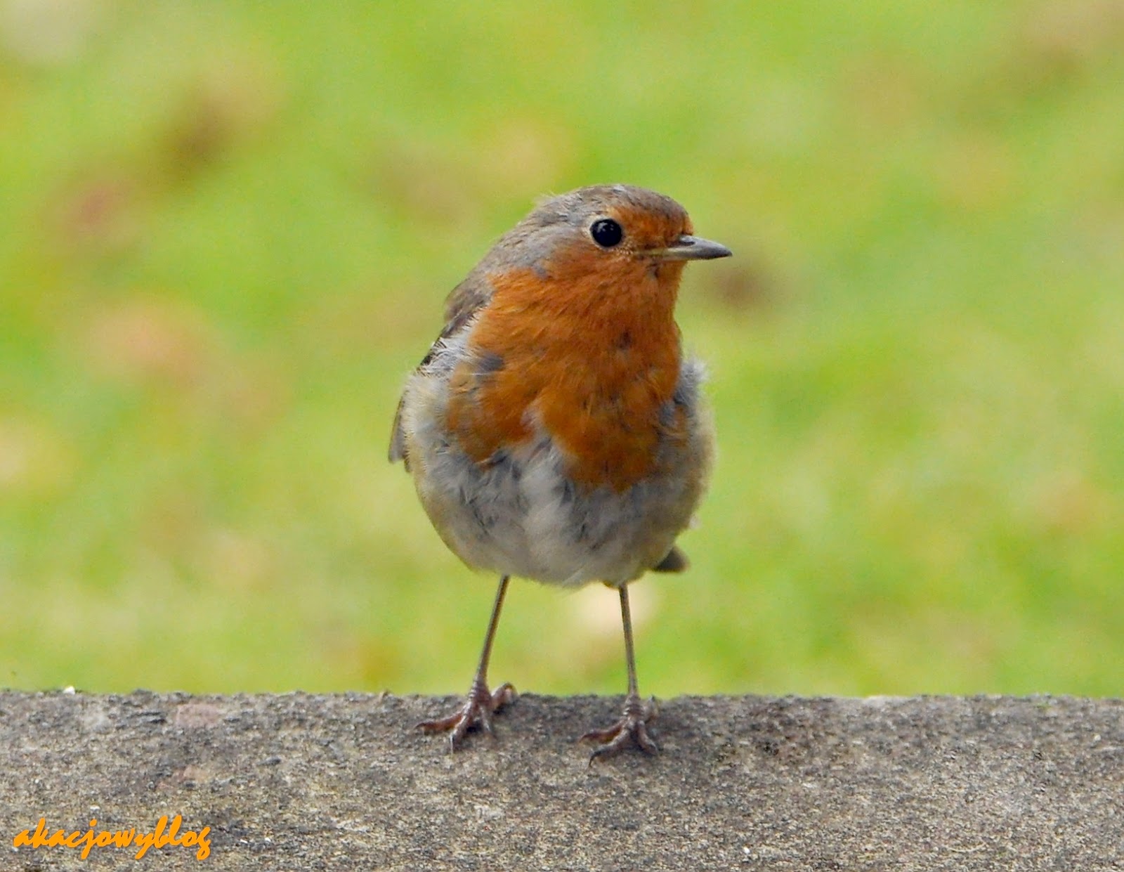 Rudzik - nasz ulubieniec. | A k a c j o w y B l o g - w podróży, w ...