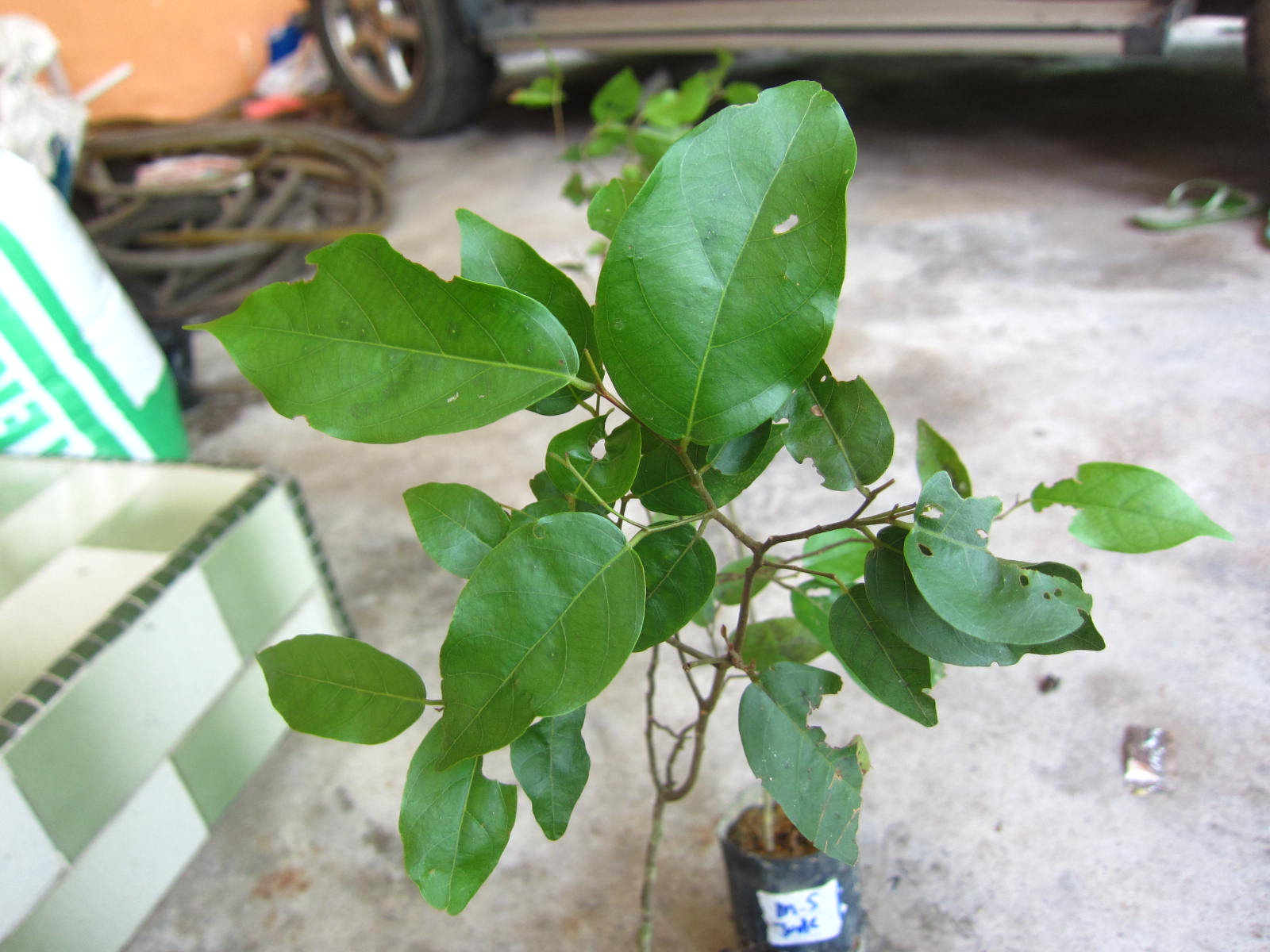 Dari Hutan ke Bandar...: KENALI SPESIS BENIH POKOK BUKAN MERANTI