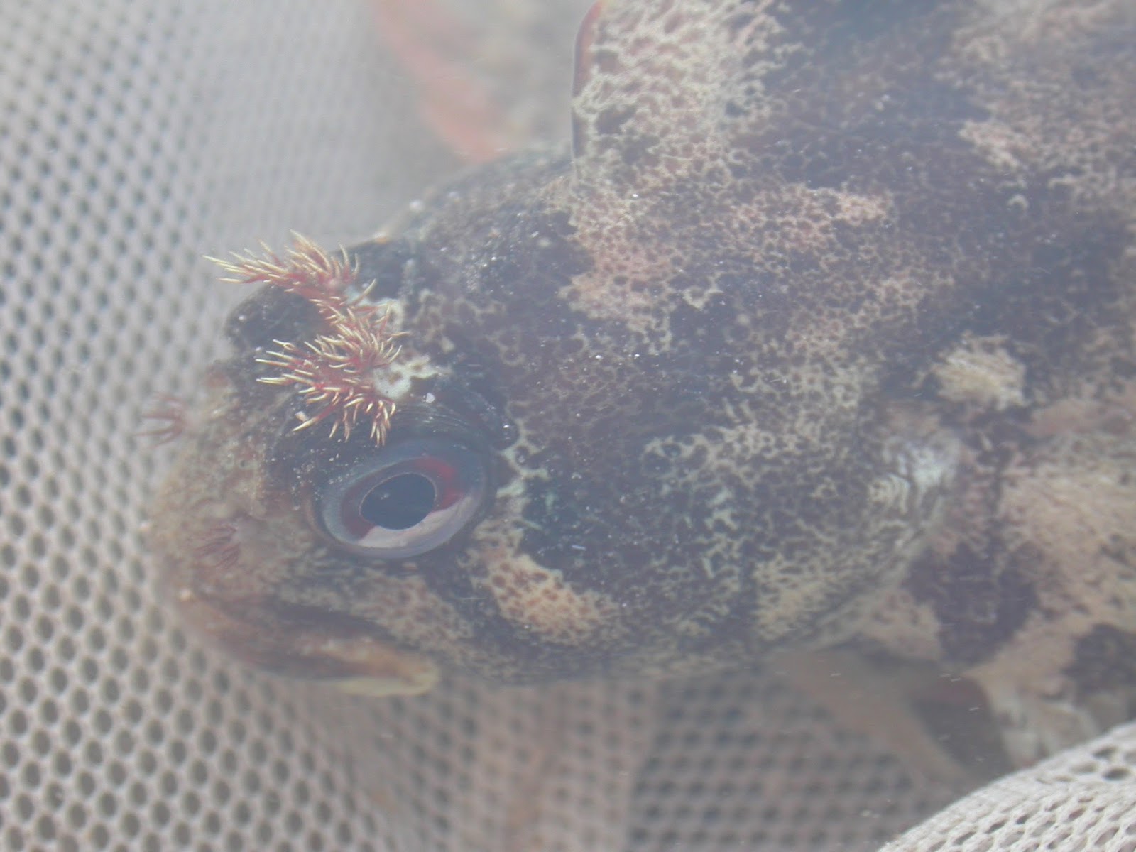 The Lyons Share: When fish have antlers